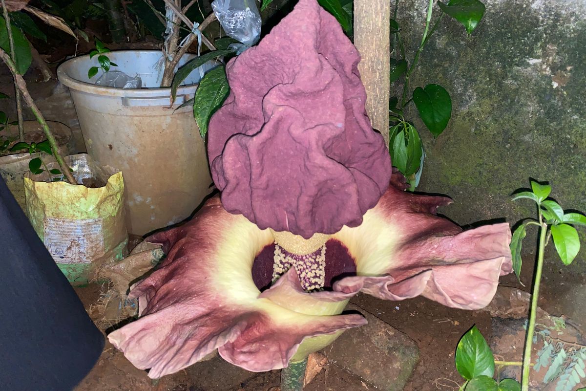 Bunga Bangkai Suweg Mekar di Jaksel, Sempat Keluarkan Bau Tak Sedap