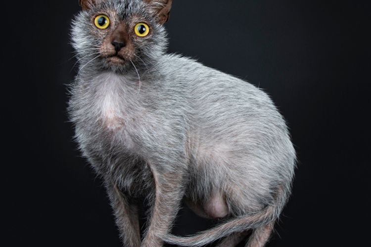Mengenal Kucing Lykoi dari Ciri-ciri hingga Cara Merawatnya