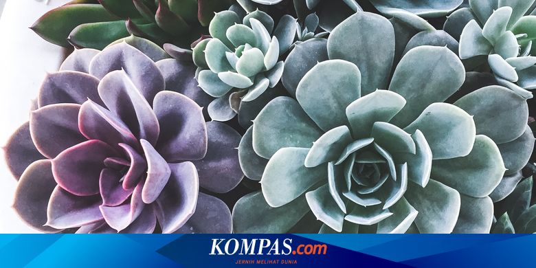 5 Tanaman Sukulen yang Mudah Dirawat