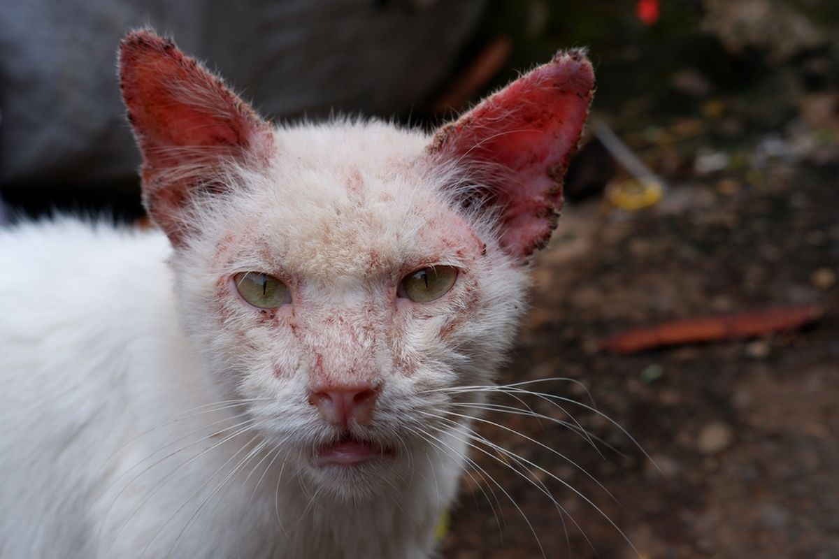 Cara Mengobati dan Mencegah Kucing Scabies