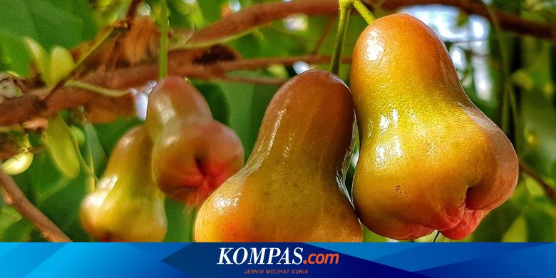 7 Hama yang Sering Menyerang Tanaman Jambu Air dan Cara Membasminya