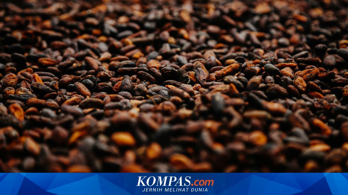 Harga Referensi Biji Kakao Turun 14,5 Persen, Imbas Suplai Melimpah