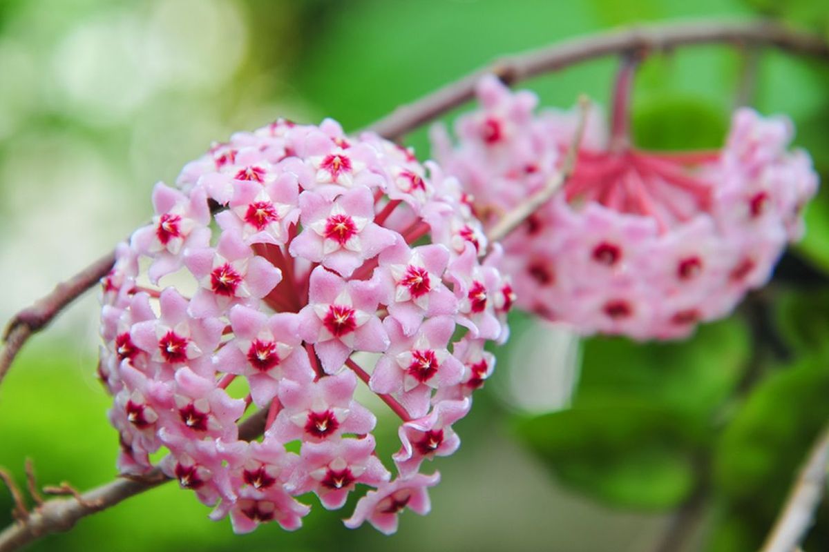 Cara Menanam dan Merawat Tanaman Hoya yang Diprediksi Bakal Populer ...