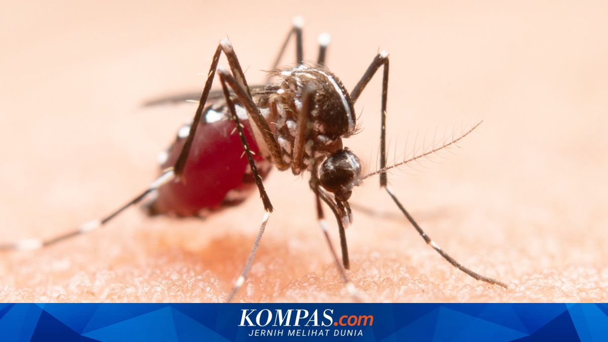 Ampuh dan Tanpa Kimia, 7 Cara Usir Nyamuk Tanpa Obat Semprot