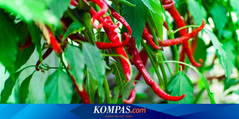 4 Penyebab Daun Cabai Rontok dan Cara Menanganinya