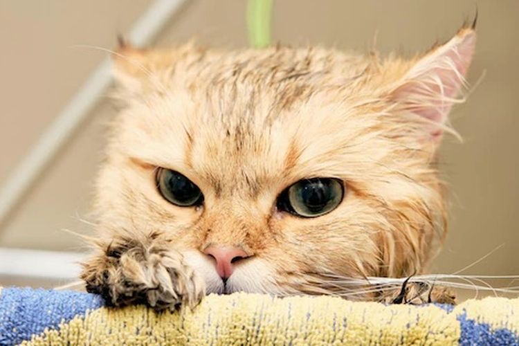 5 Tips Menghilangkan Kutu pada Anak Kucing