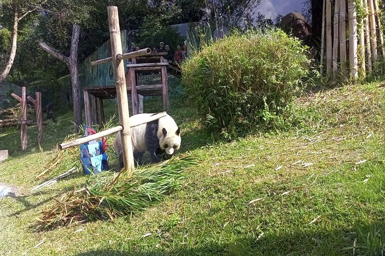 Merayakan Ulang Tahun Hu Chun, Panda Betina di Taman Safari Bogor