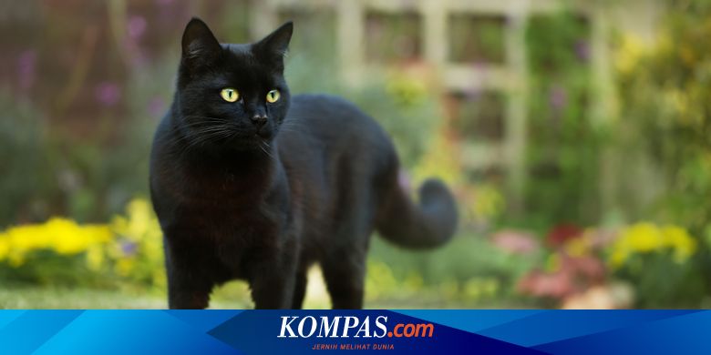 7 Ras Kucing Hitam yang Menggemaskan