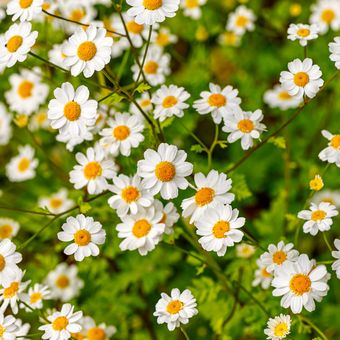 5 Fakta Menarik Bunga Daisy yang Penuh Arti dan Simbol