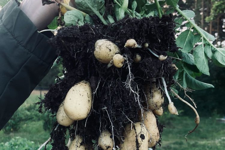 Cara Menanam Kentang dari Biji, Dijamin Berhasil