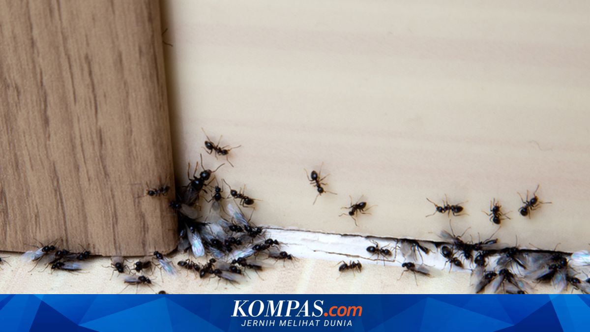 5 Cara Membasmi Semut Gula dengan Tepat