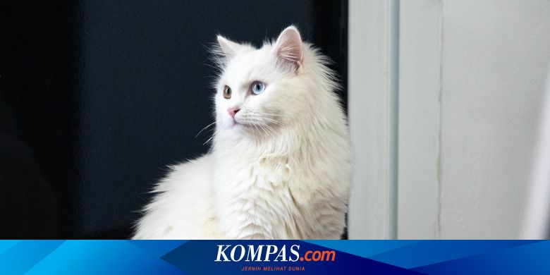 Jangan Sampai Keliru, Ini Ciri-ciri Ras Kucing Anggora Asli