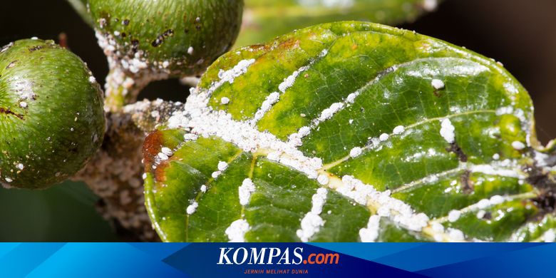 Cara Membuat Sabun Insektisida untuk Mencegah Hama Tanaman