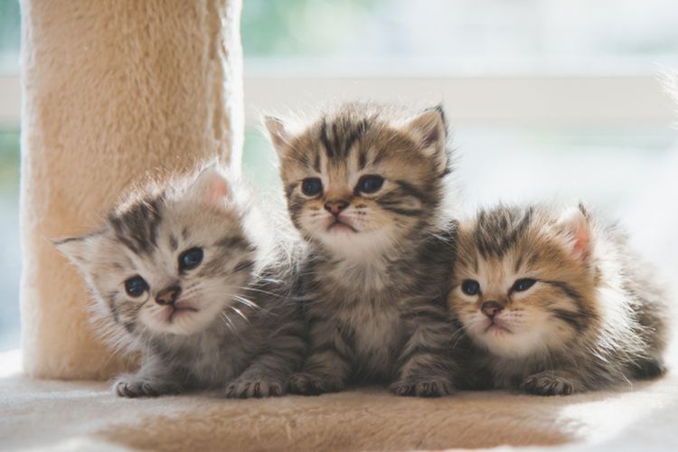 Begini Cara Merawat Anak Kucing yang Baru Lahir