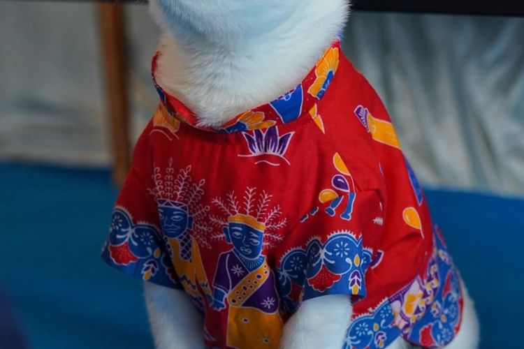 6 Gaya Bobby Kertanegara, Kucing Prabowo yang Selalu Tampil Modis