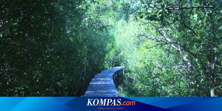 Mangrove Magelo'o di Sikka, Pilihan Wisata Saat Libur Lebaran di NTT ...