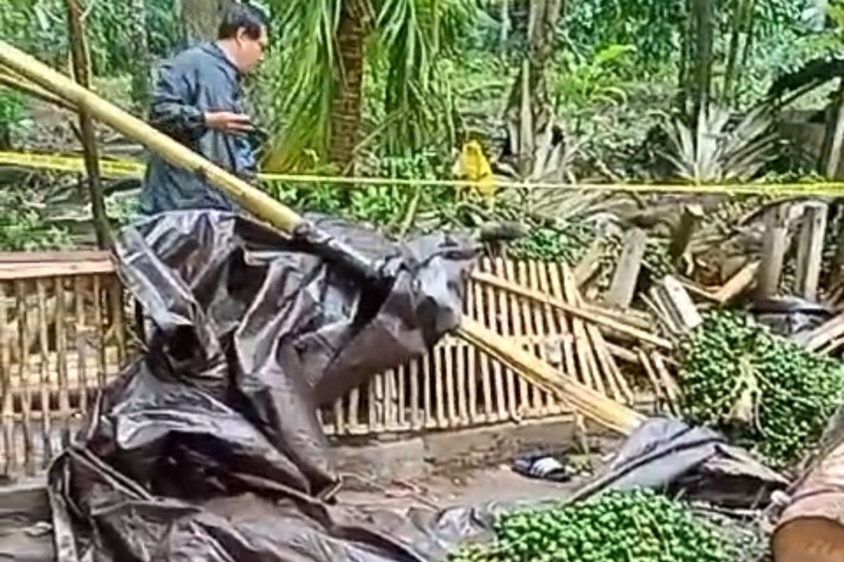 Pohon Tumbang Timpa Arena Sabung Ayam di Bali, Tiga Orang Tewas