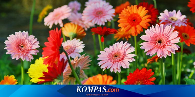 Mengenal Sejarah, Jenis, dan Arti Bunga Gerbera Daisy