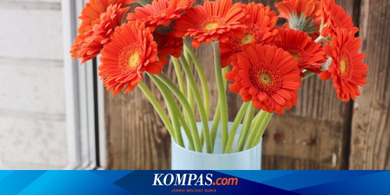 Cara Menanam Bunga Daisy di Pot dengan Mudah