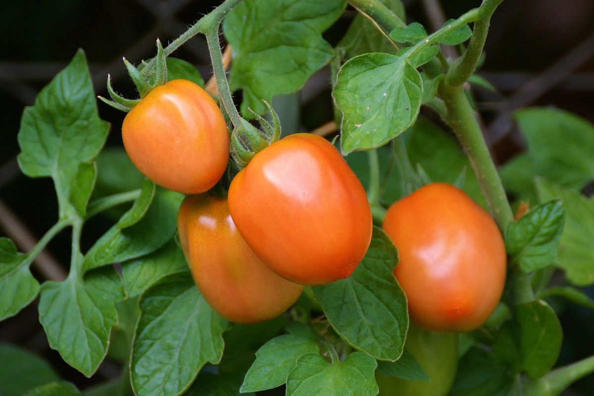 Harga Tomat Anjlok hingga Rp1.000 per Kg, Bupati Lumajang Gaungkan ...