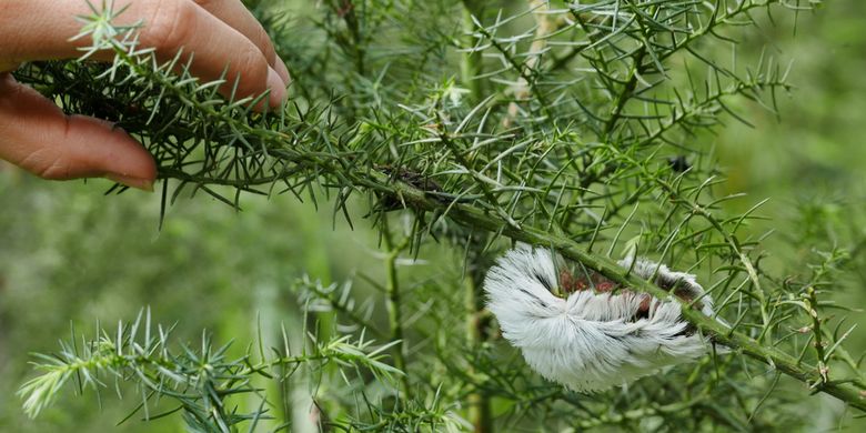 Mirip Wig Rambut Palsu, Inilah Ulat Paling Beracun Seantero Amerika