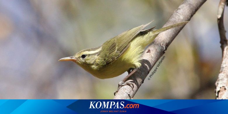 Spesies Burung Baru Ditemukan Lagi di Rote, Ini Keistimewaannya