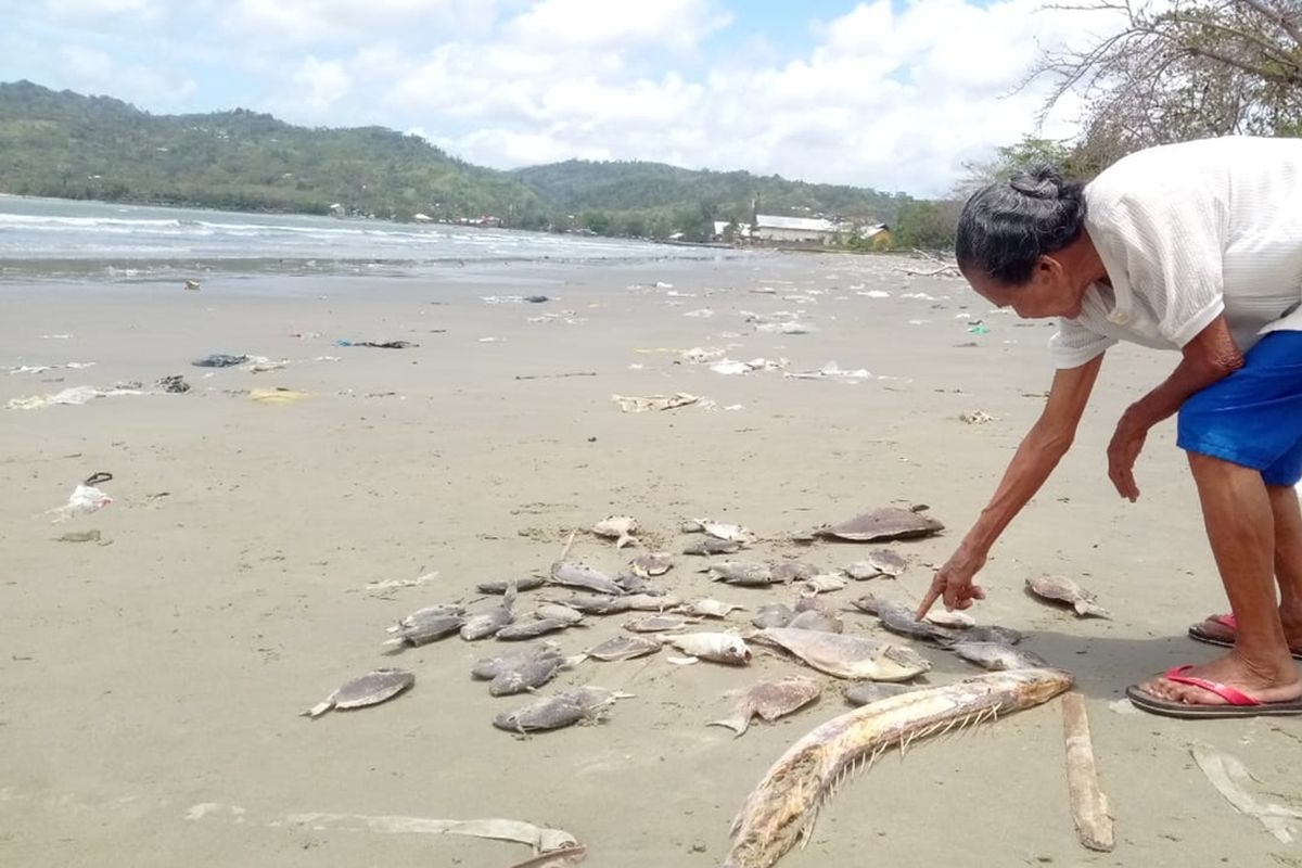 Fenomena Ikan Mati di Ambon Meluas hingga ke 3 Kecamatan