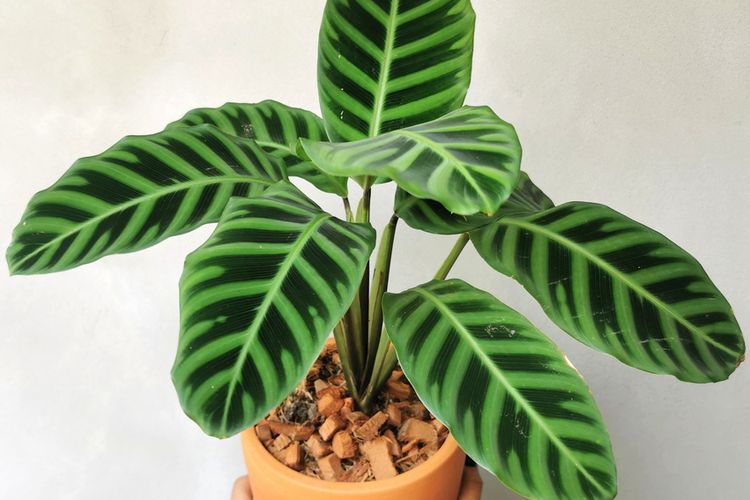 Kenapa Daun Tanaman Hias Calathea Berubah Warna Jadi Kuning dan Coklat?