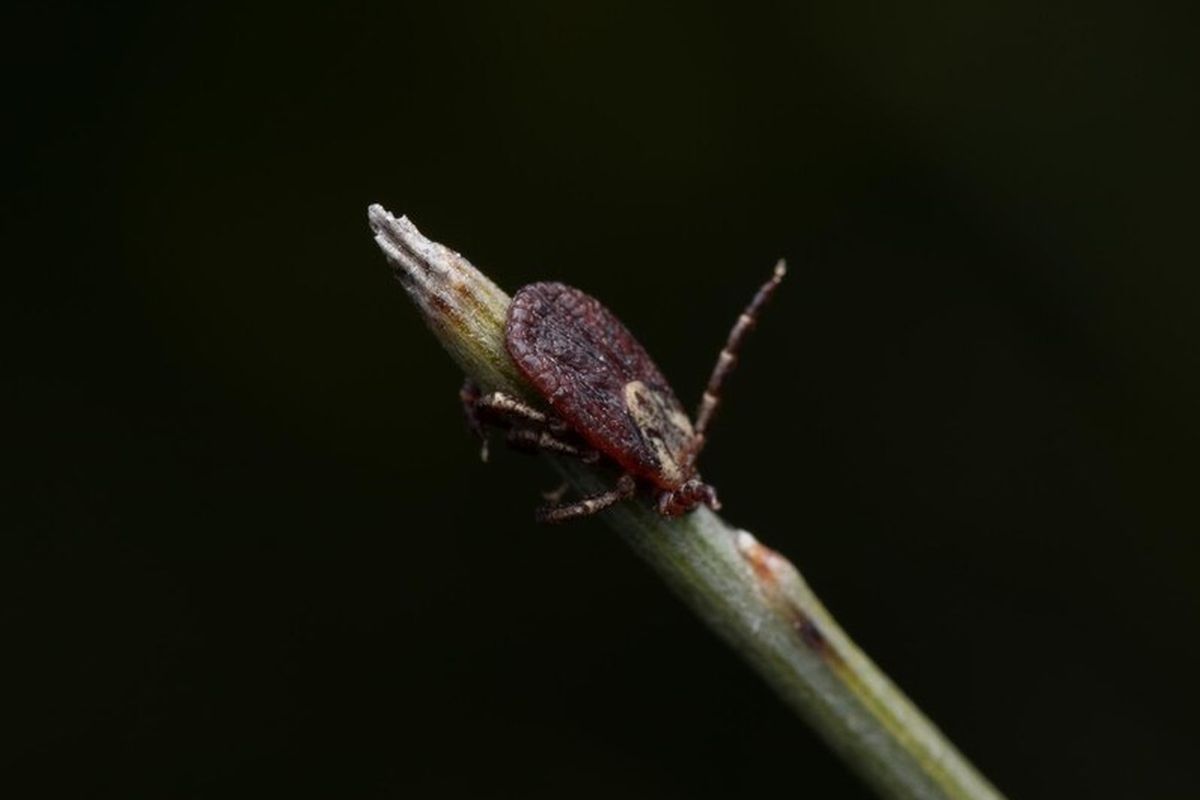 5 Kegunaan Parasit dalam Kehidupan, Tidak Selalu Merugikan