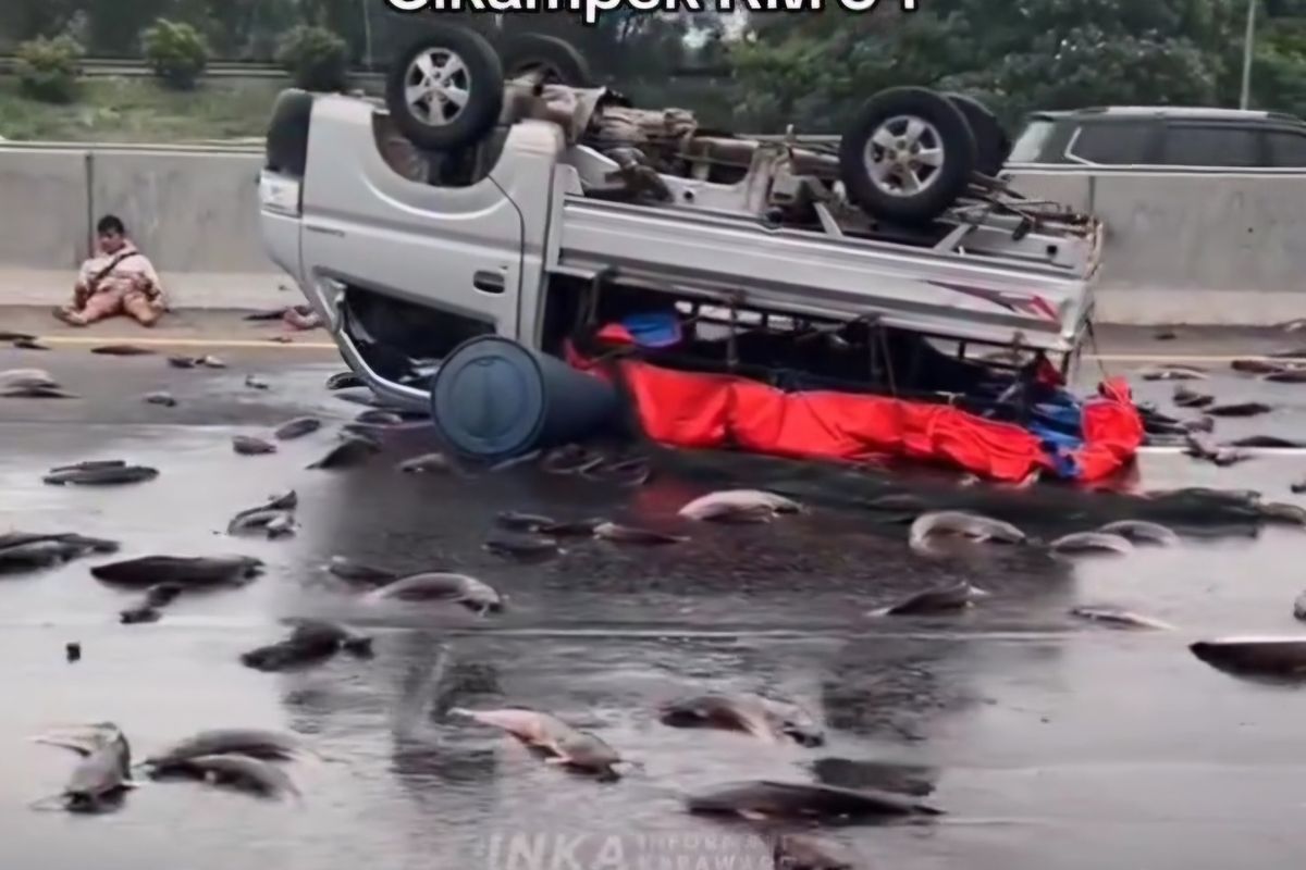 Mobil Pikap Terguling Akibat Pecah Ban, Lele Berserakan di Tol Japek