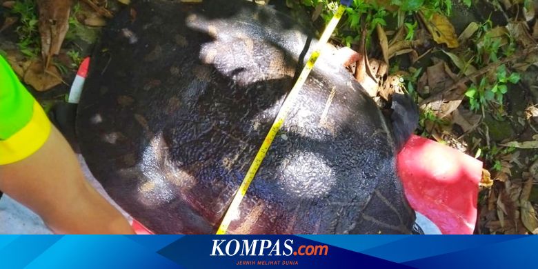 Bulus Raksasa Langka Berusia 50 Tahun Ditemukan di Sleman