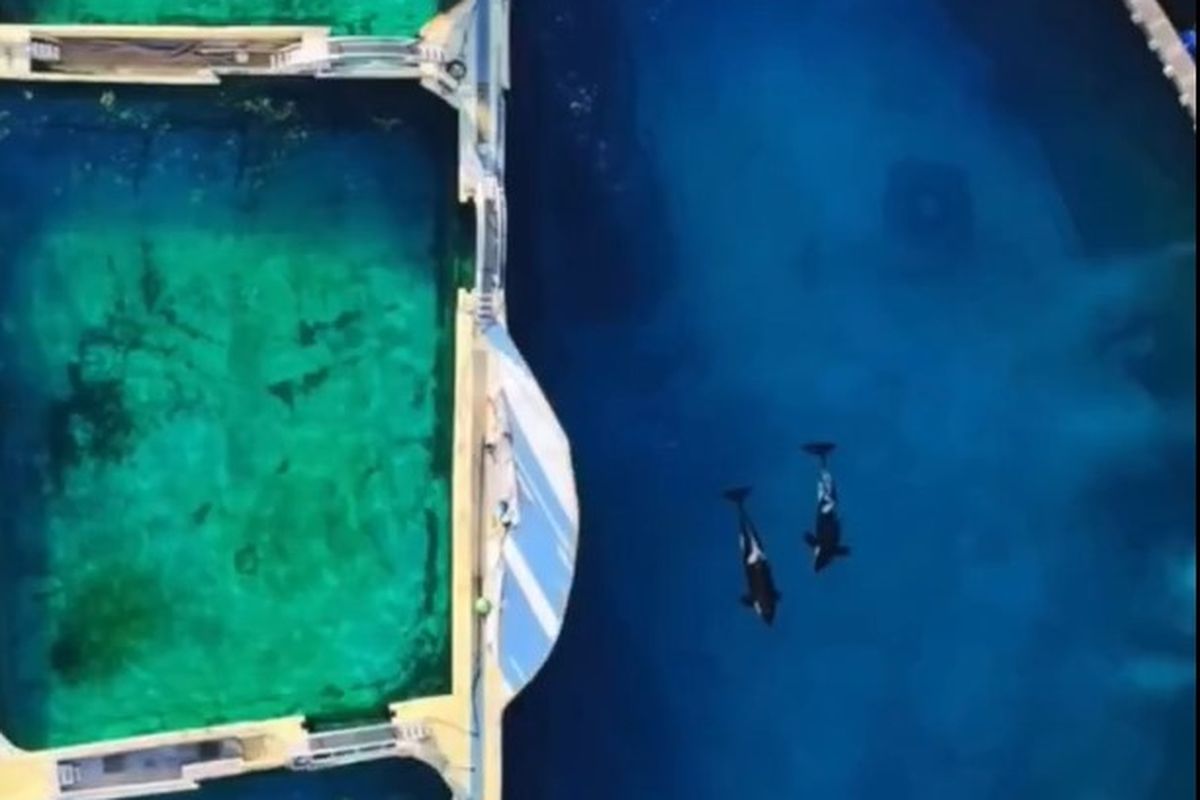 2 Paus Orca, Wikie dan Keijo, Ditinggal di Kolam Penuh Alga Usai Taman Rekreasi Tutup