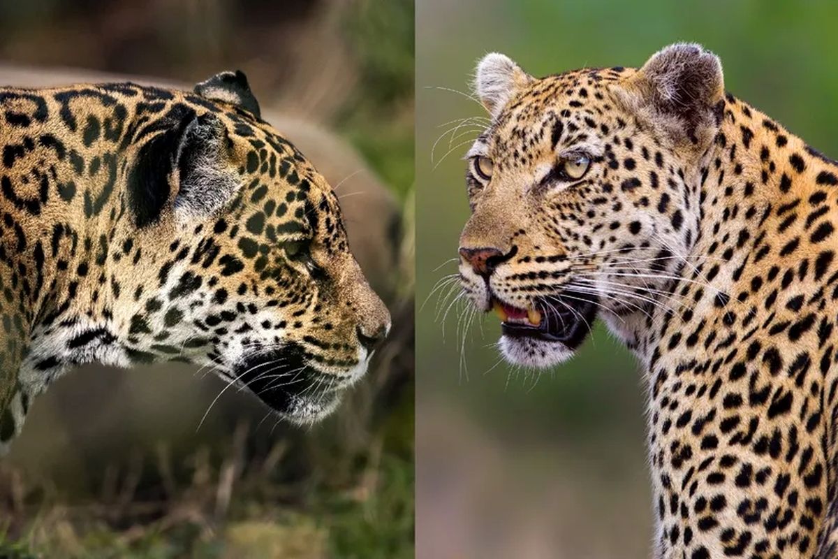 Sering Tertukar, Apa Beda Macan Tutul dan Jaguar?
