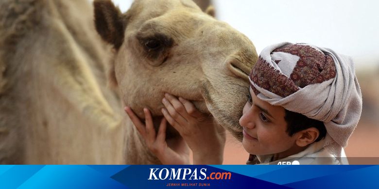 [Sejarah Islam] Perjalanan Unta dari Andalan Transportasi hingga Jadi ...