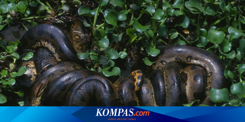 Spesies Ular Terbesar di Dunia Ditemukan di Hutan Hujan Amazon