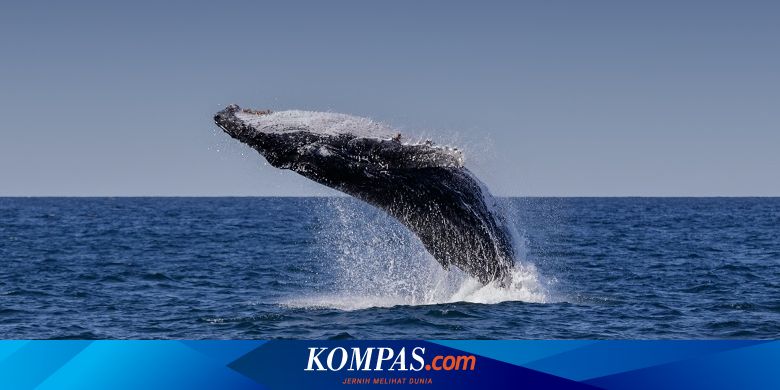 Mengenal Tradisi Berburu Paus Nelayan Lamalera di Nusa Tenggara Timur
