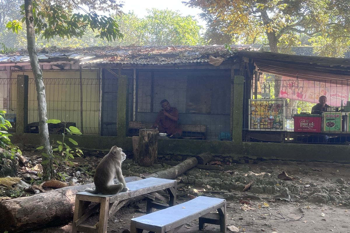 Cagar Alam Pangandaran Jadi Ruang Wisata Bebas: Monyet Makin Agresif ...