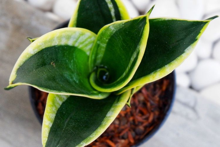 5 Jenis Tanaman Lidah Mertua yang Cantik dan Mudah Ditanam
