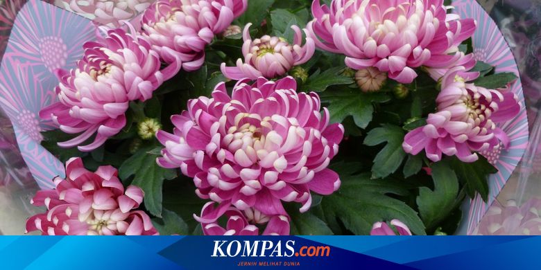 9 Bunga Potong yang Bisa Ditanam Lagi dan Caranya