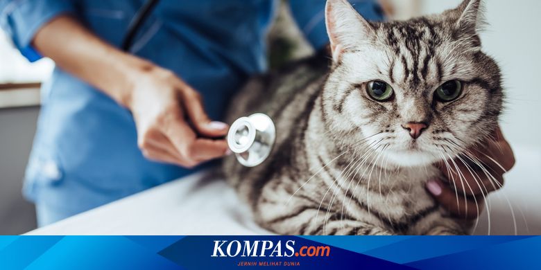 Kenali, Ciri-ciri Kucing Mengalami Cacingan