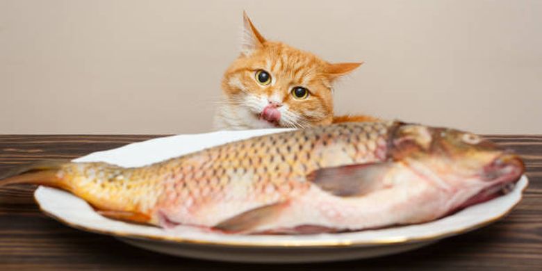 Bolehkah Kucing Makan Sayur? Berikut Penjelasannya