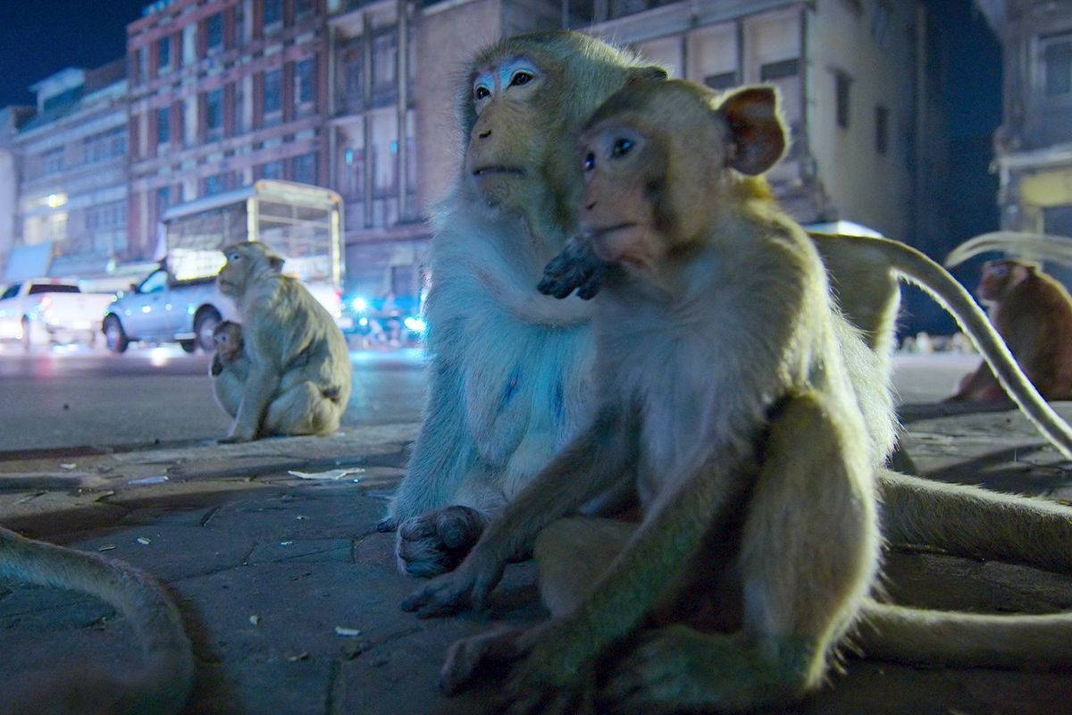 Night on Earth, Jawaban Soal TVRI 25 Agustus untuk SMA