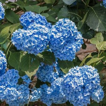 8 Fakta Menarik Bunga Hydrangea yang Cantik dan Dapat Berubah Warna