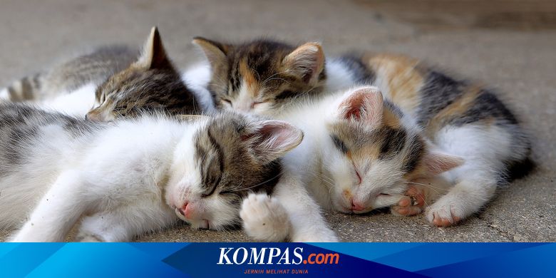 Berapa Lama Waktu Tidur Kucing yang Normal?