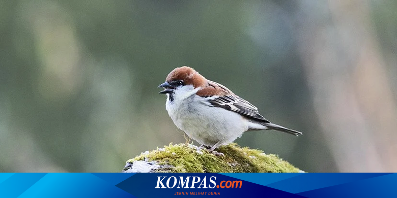 Tak Hanya Manusia, Burung Pipit Juga Gunakan Tanaman untuk Obat