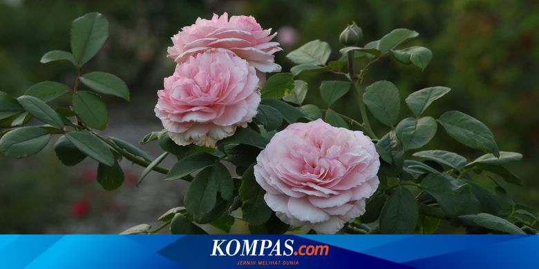 4 Cara Mengatasi Daun Bunga Mawar yang Menghitam