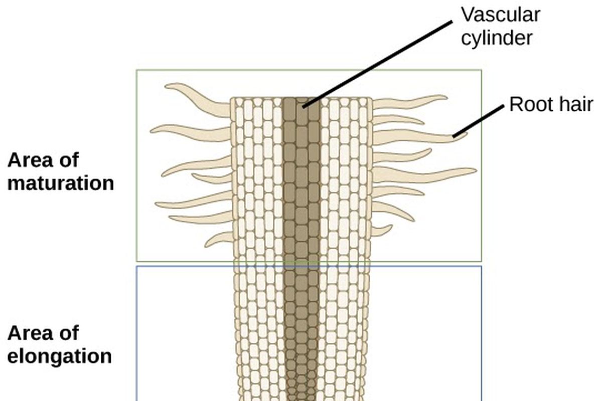 Rambut Akar Tumbuhan: Pengertian dan Fungsinya