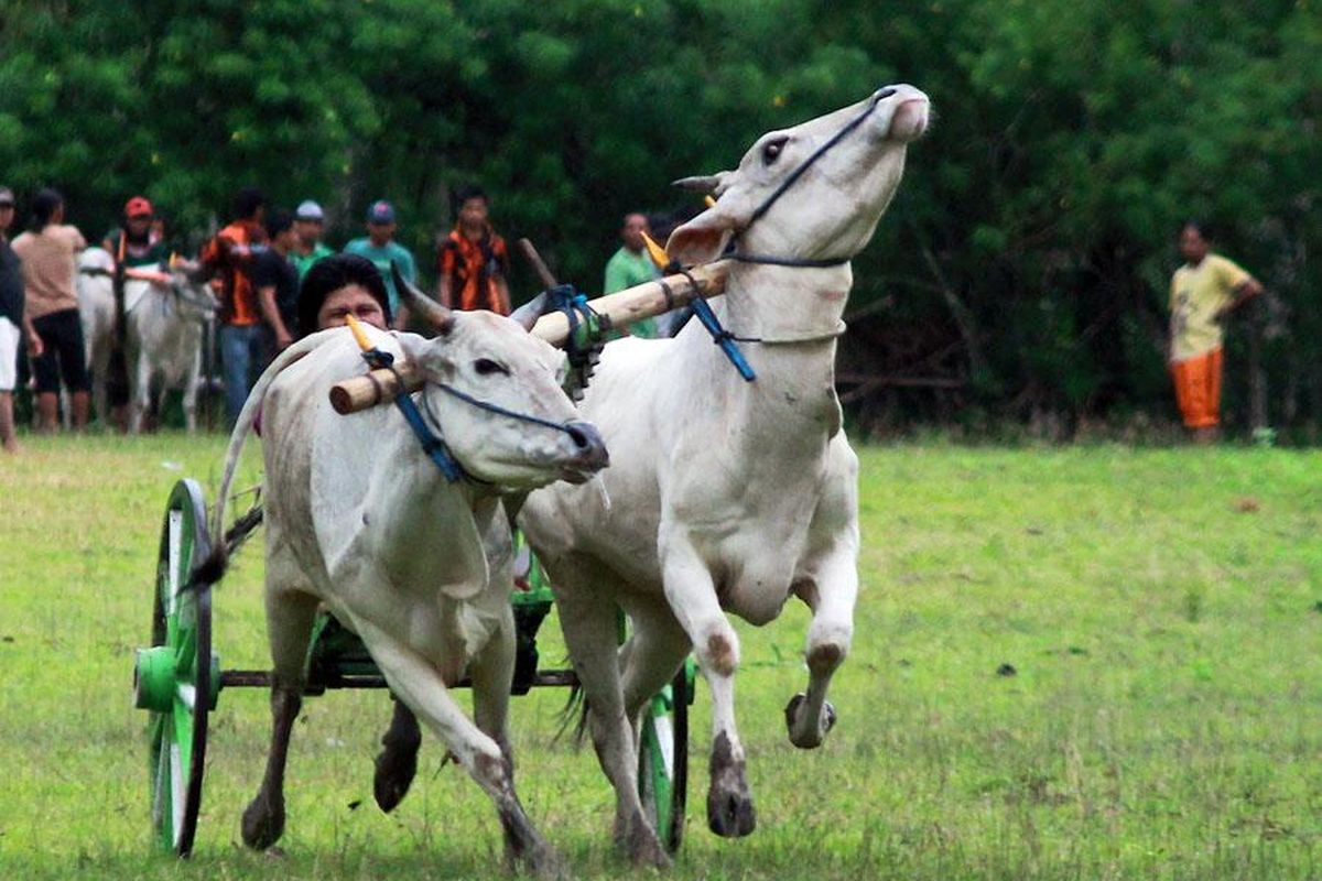 Tradisi Lebaran Ketupat di Gorontalo, 56 Pasang Sapi dan 25 Kuda Beradu ...