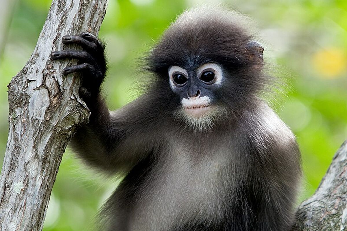 Mengenal Lutung Jawa, Penjaga dan Penjelajah Hutan