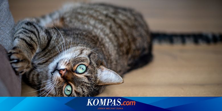 Kucing Hobi Mencakar Sofa? Ini 5 Cara Menghentikannya